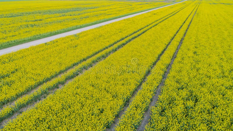 Drones Flight and Aerial View Over a Field Stock Image - Image of ...