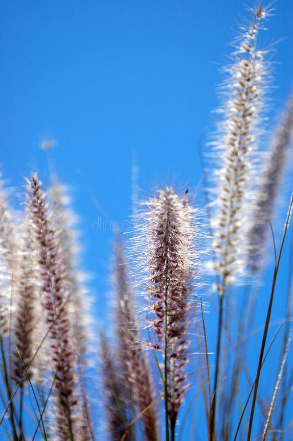 Droog Afrikaans wild gras stock foto. Image of nave, toneel - 3629926