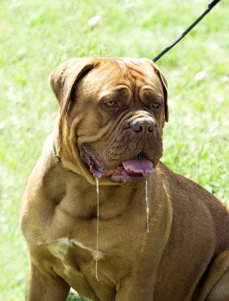 601 Dog Drooling Stock Photos - Free & Royalty-Free Stock Photos from ...