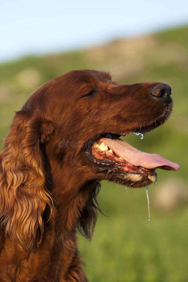 Drooling dog stock photo. Image of rabies, tongue, head - 47280620