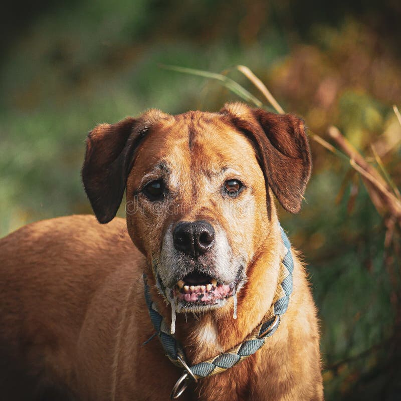Drooling Dog Looking Surprised Stock Image - Image of carnivore ...