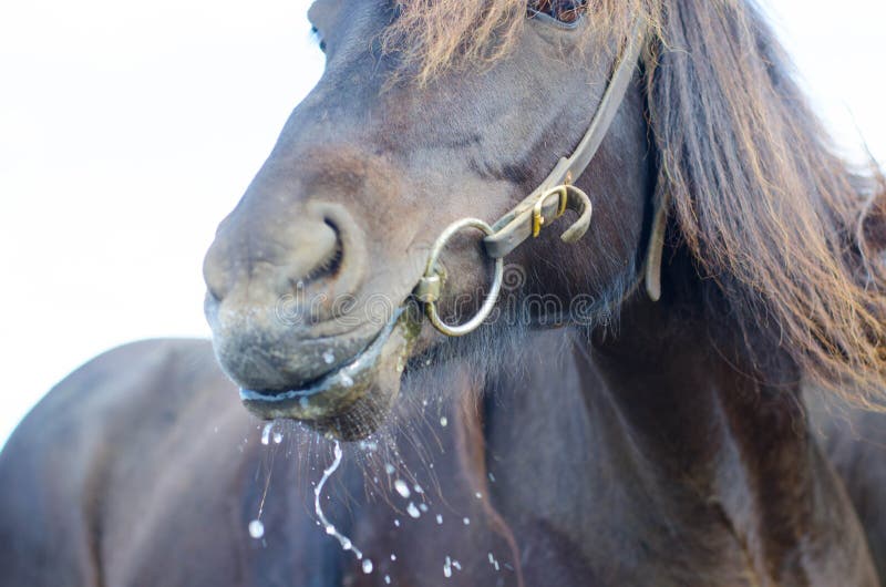 Drooling horse stock image. Image of winter, snout, spitting - 56866157