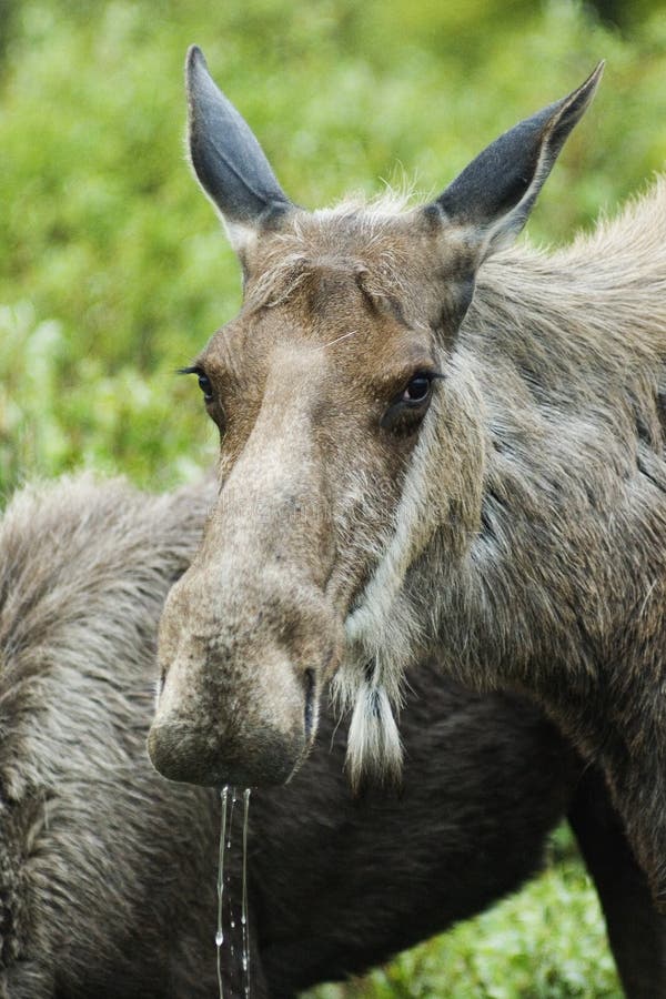 91 Moose Mouth Photos - Free & Royalty-Free Stock Photos from Dreamstime