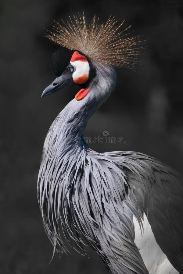 The Drooping Beak and Long Neck of the Crowned Crane Looking Down Stock ...