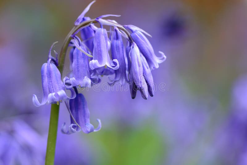 Drooping bluebell stock image. Image of spring, fragility - 94134867