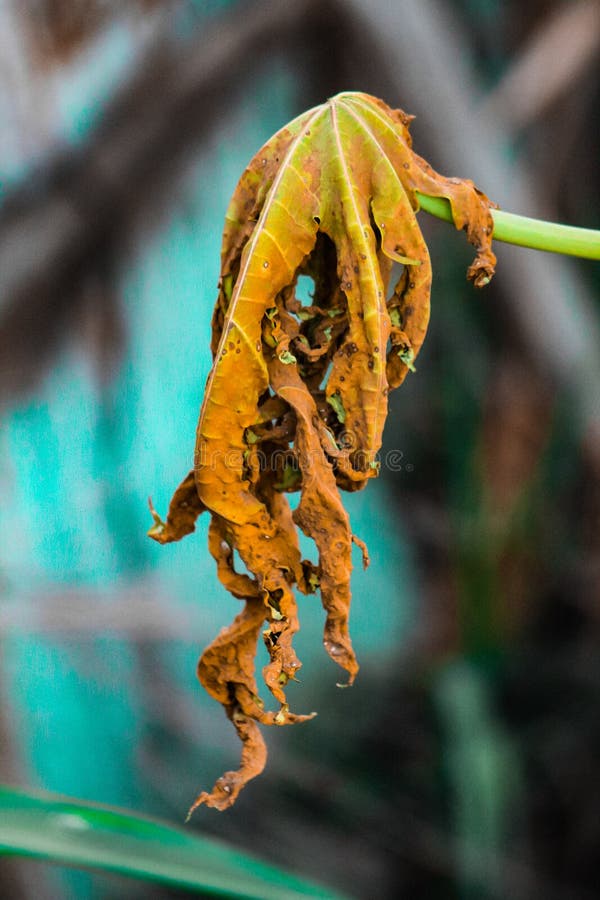 A drooping dry plant leaf stock photo. Image of plant - 140798398