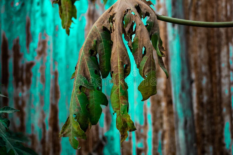 A drooping dry plant leaf stock image. Image of plant - 140798153