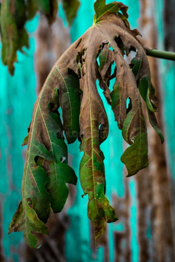 A drooping dry plant leaf stock photo. Image of plant - 140798398
