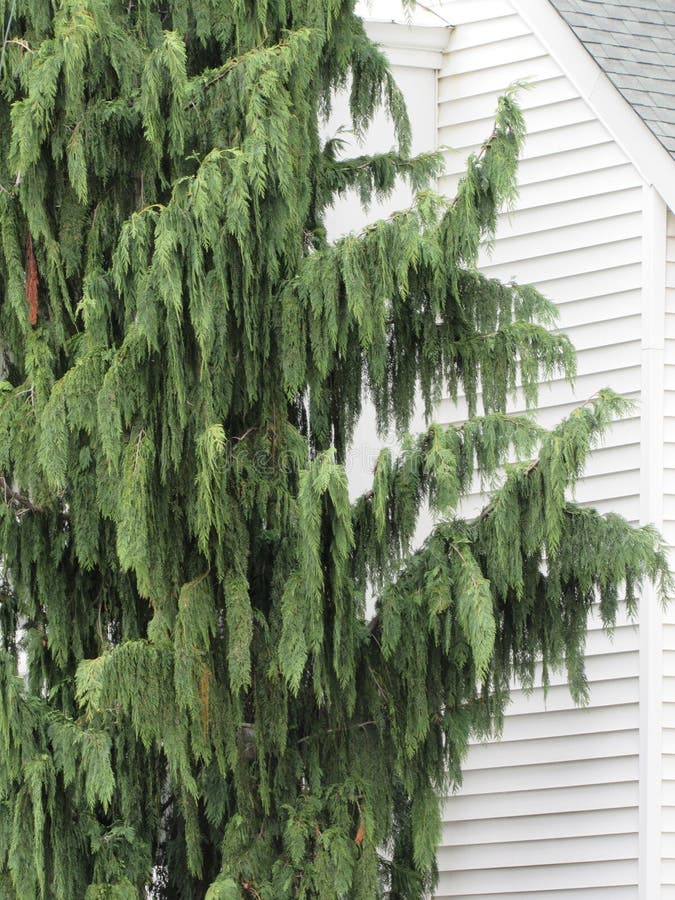 Alaskan cedar tree stock photo. Image of cedar, outside - 277043510