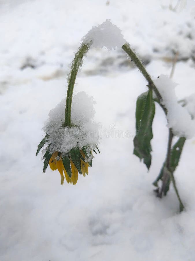 Drooping Flower in the Snow Stock Image - Image of yellow, winter ...