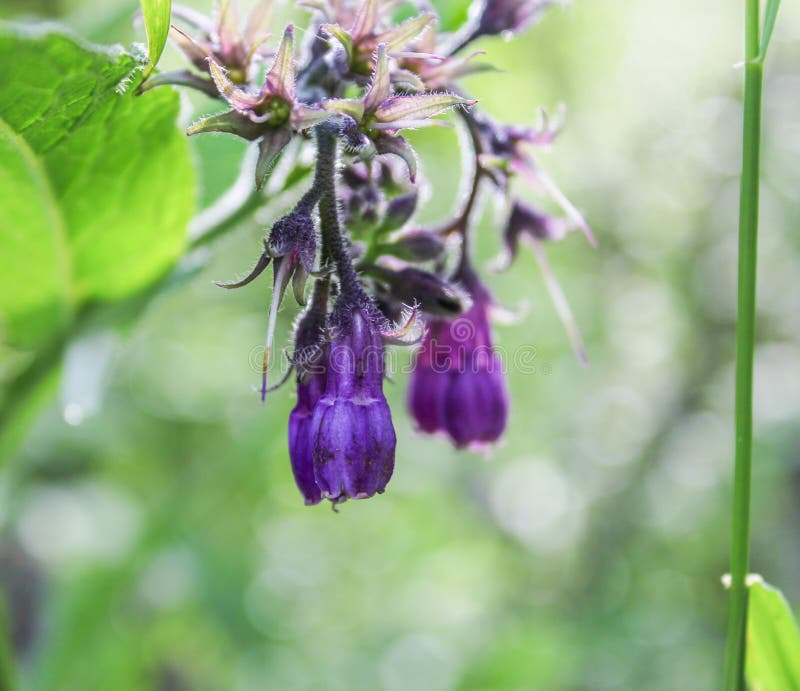The Drooping Forest Flowers. Stock Image - Image of color, season: 90024995