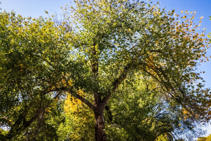Drooping Park Trees stock image. Image of beauty, beautiful - 259695647
