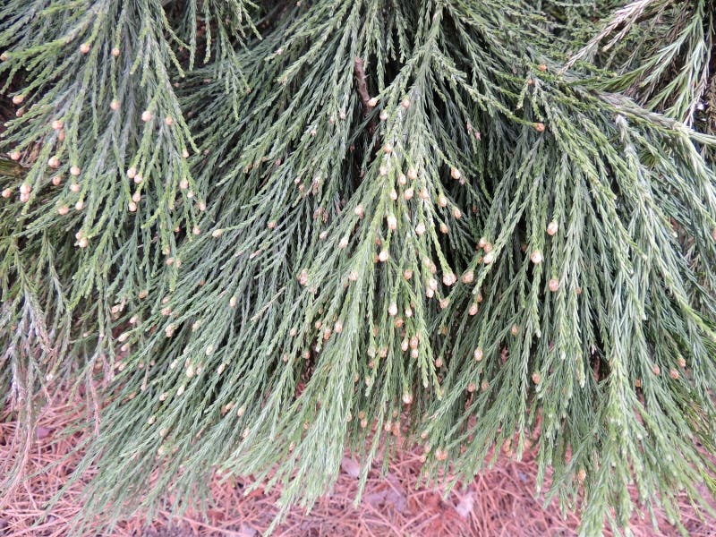 Giant Sequoiadendron, Sequoiadendron Giganteum, Needles Stock Photo ...