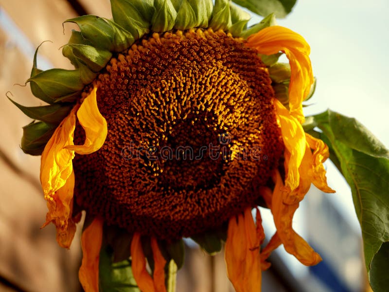 Drooping Sad Sunflower at the End of Summer Stock Image - Image of ...