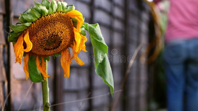 Drooping Sad Sunflower at the End of Summer Wide Shot Stock Footage ...