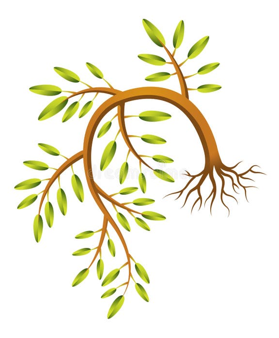 Drooping Sapling Stock Illustrations – 1 Drooping Sapling Stock ...