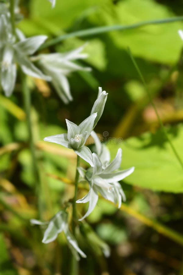 Drooping Star-of-Bethlehem stock image. Image of leaf - 255660855