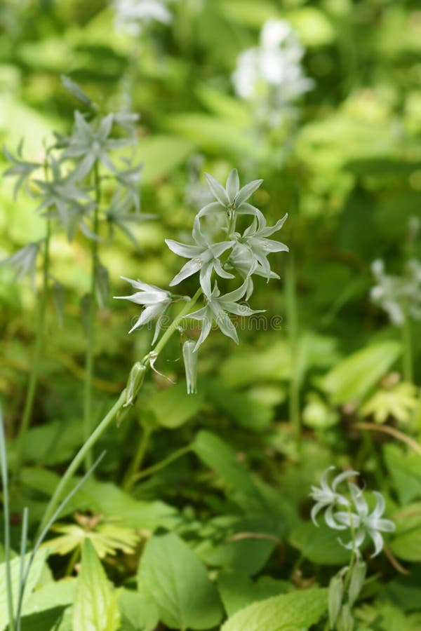 Drooping Star-of-Bethlehem stock photo. Image of leaf - 261504982