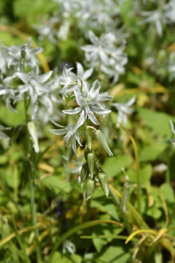 Drooping Star-of-Bethlehem stock image. Image of starofbethlehem ...