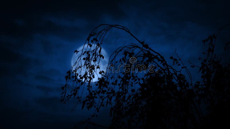 Tree Top Blows Around with Moon Behind at Night Stock Video - Video of ...