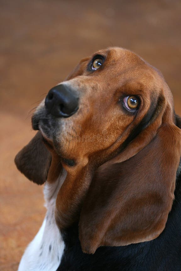 452 Dog Droopy Eyes Stock Photos - Free & Royalty-Free Stock Photos ...