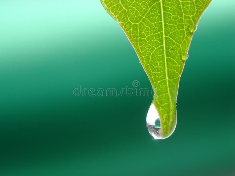 Water drop stock photo. Image of blue, rain, drop, green - 4976932