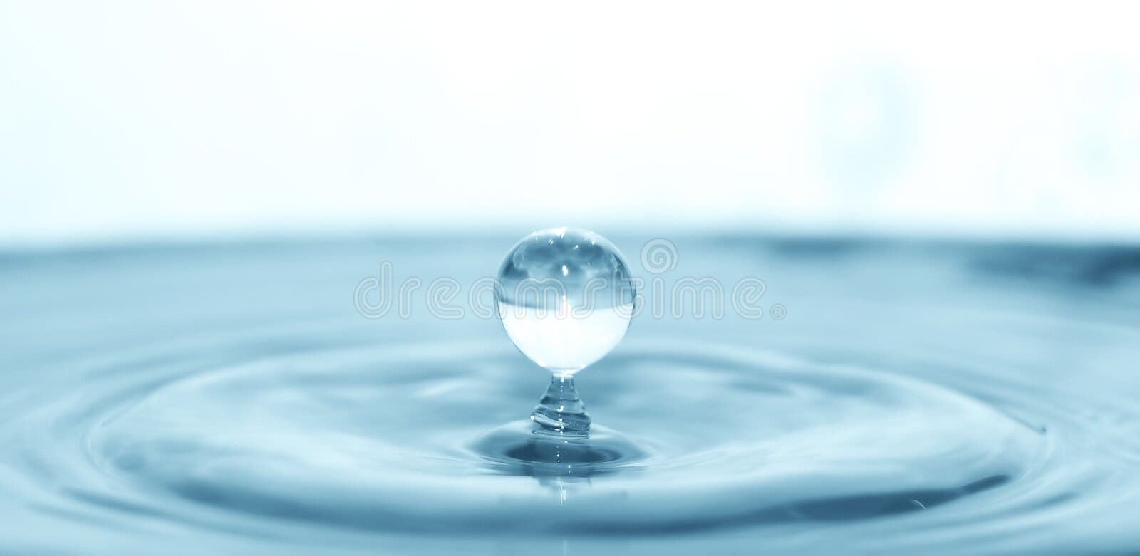 Rose stock photo. Image of closed, love, summer, garden - 75832