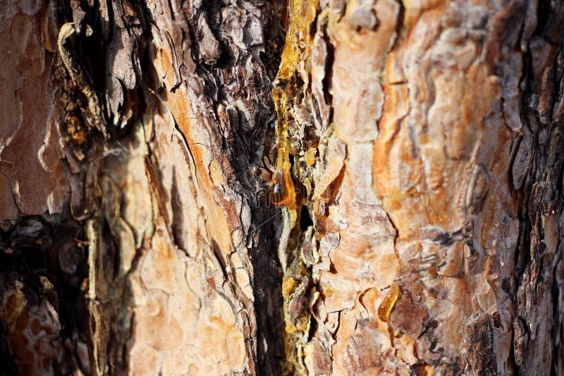 A Drop of Amber Resin Flows Down a Tree Trunk Stock Photo - Image of ...