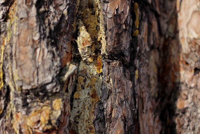 A Drop of Amber Resin Flows Down a Tree Trunk Stock Image - Image of ...