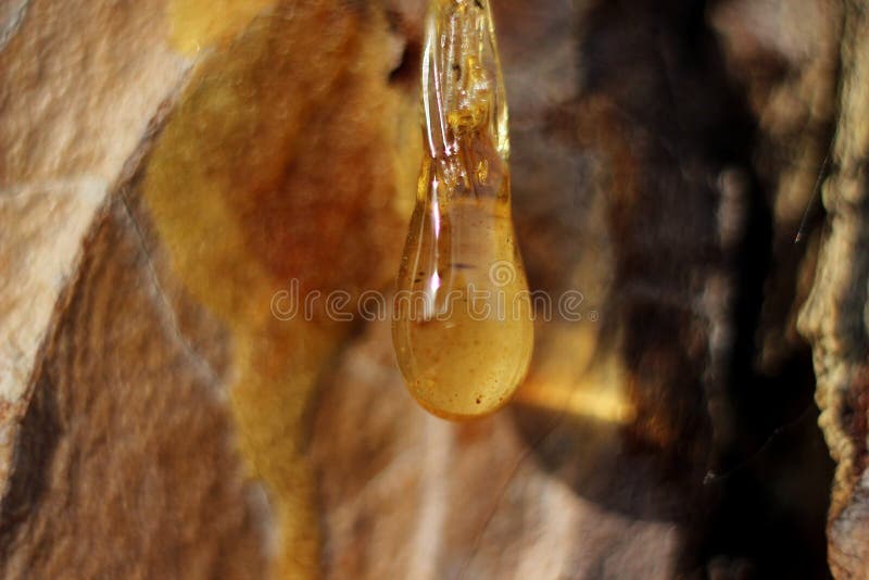 A Drop of Amber Resin Flows Down a Tree Trunk Stock Image - Image of ...