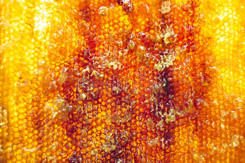 Drop of Bee Honey Drip from Hexagonal Honeycombs Filled with Golden ...