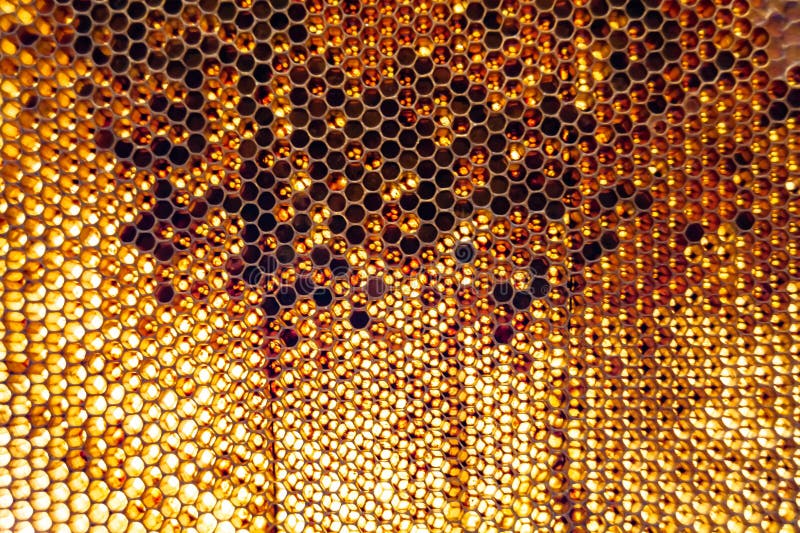 Drop of Bee Honey Drip from Hexagonal Honeycombs Filled with Golden ...