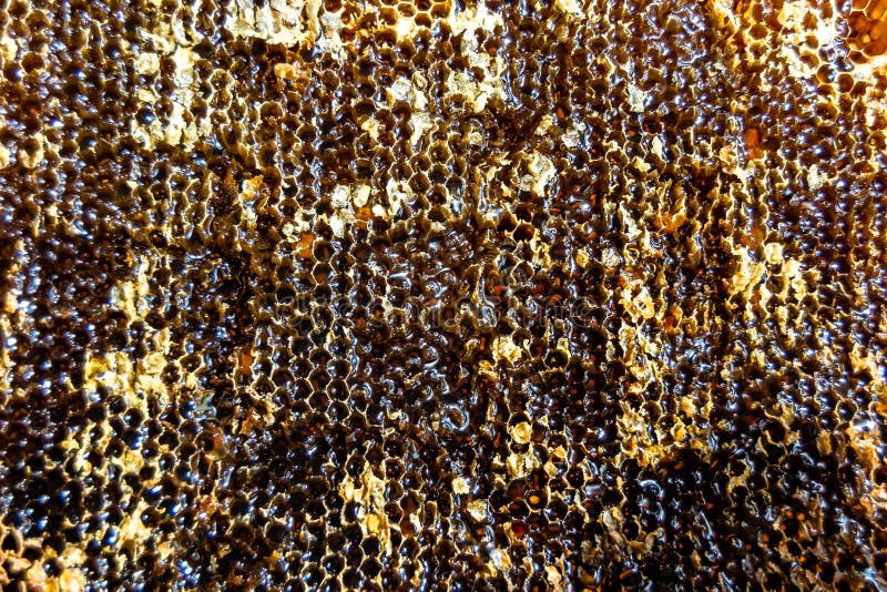 Drop of Bee Honey Drip from Hexagonal Honeycombs Filled with Golden ...