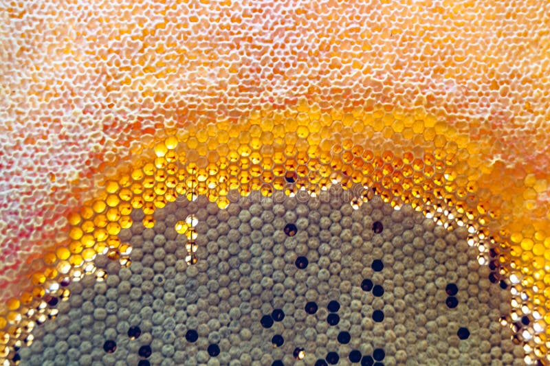 Drop of Bee Honey Drip from Hexagonal Honeycombs Filled with Golden ...