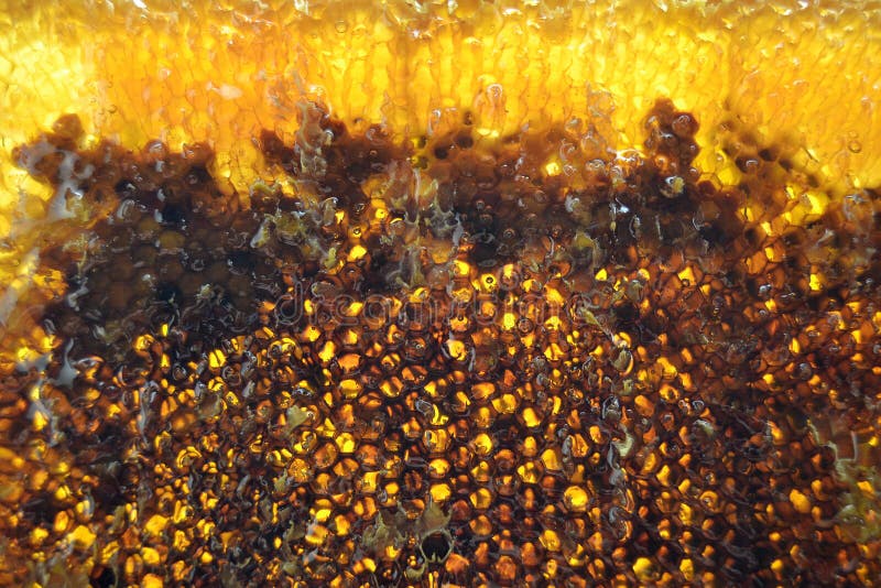 Drop of Bee Honey Drip from Hexagonal Honeycombs Stock Photo - Image of ...
