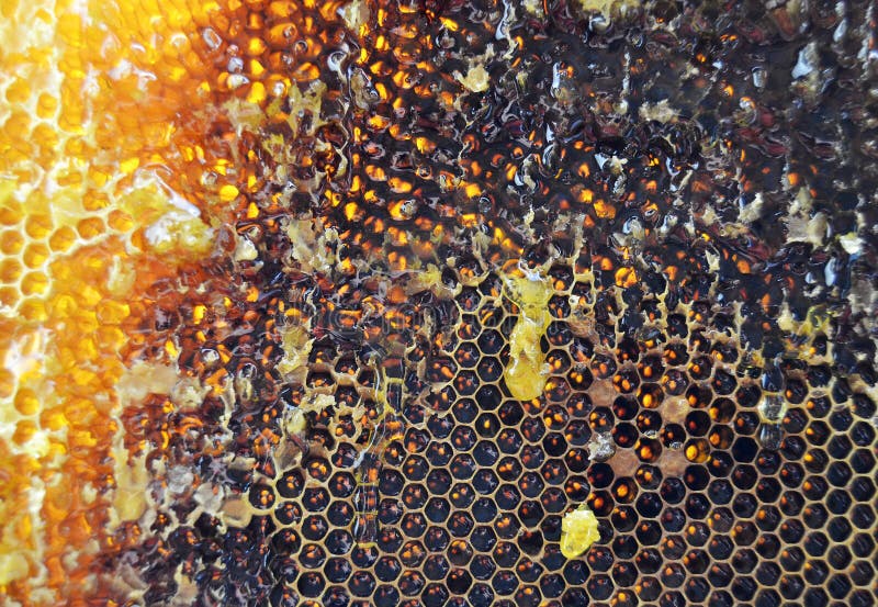 Drop of Bee Honey Drip from Hexagonal Honeycombs Stock Photo - Image of ...