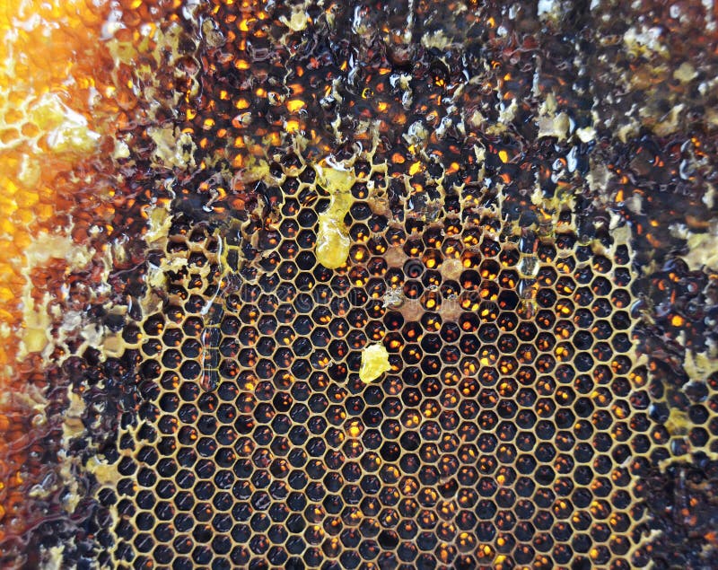 Drop of Bee Honey Drip from Hexagonal Honeycombs Stock Image - Image of ...