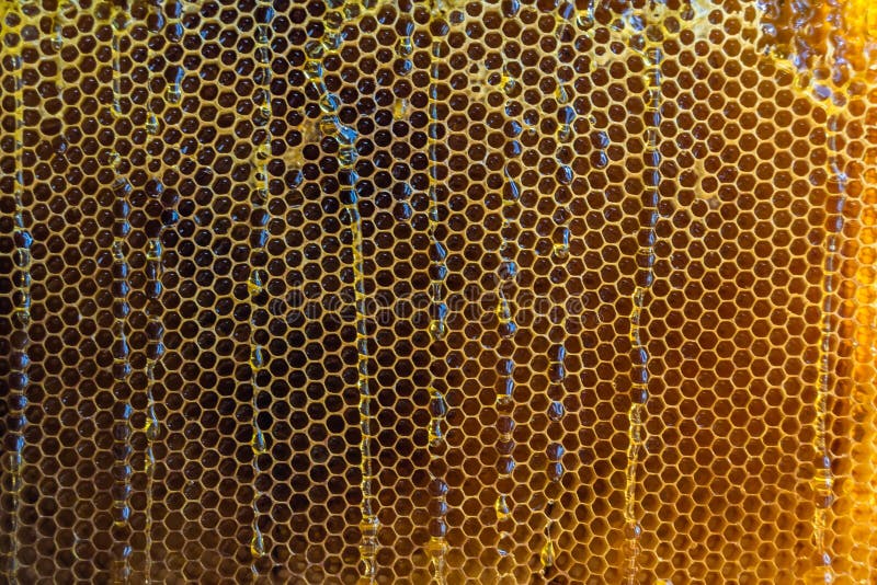 Drop of Bee Honey Drip from Hexagonal Honeycombs Filled with Golden ...