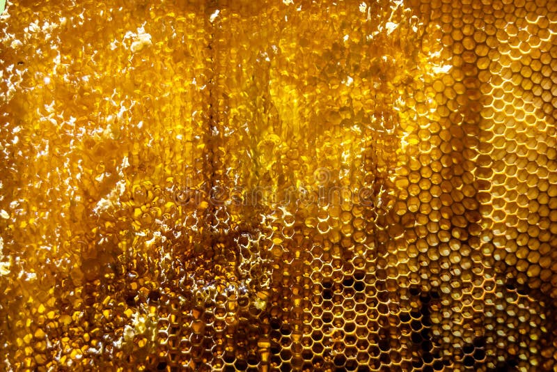 Drop of Bee Honey Drip from Hexagonal Honeycombs Filled with Golden ...