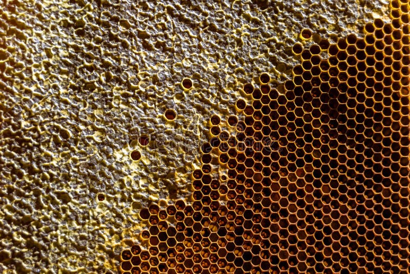 Drop of Bee Honey Drip from Hexagonal Honeycombs Filled with Golden ...