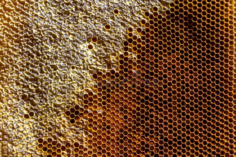 Drop of Bee Honey Drip from Hexagonal Honeycombs Filled with Golden ...