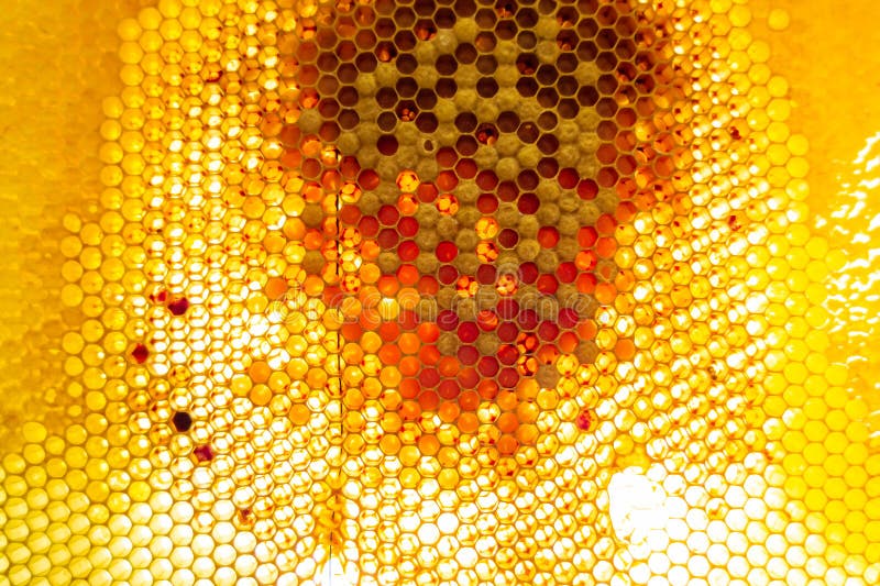 Drop of Bee Honey Drip from Hexagonal Honeycombs Filled with Golden ...
