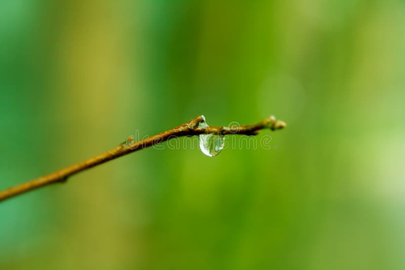 Drop on branch stock image. Image of focus, drop, macro - 45117091