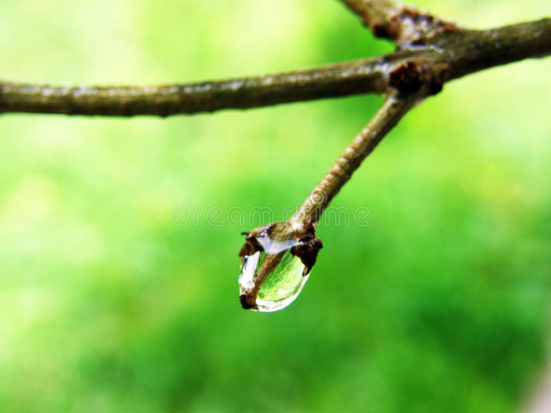 Drop on branch stock photo. Image of nature, green, drop - 89534852