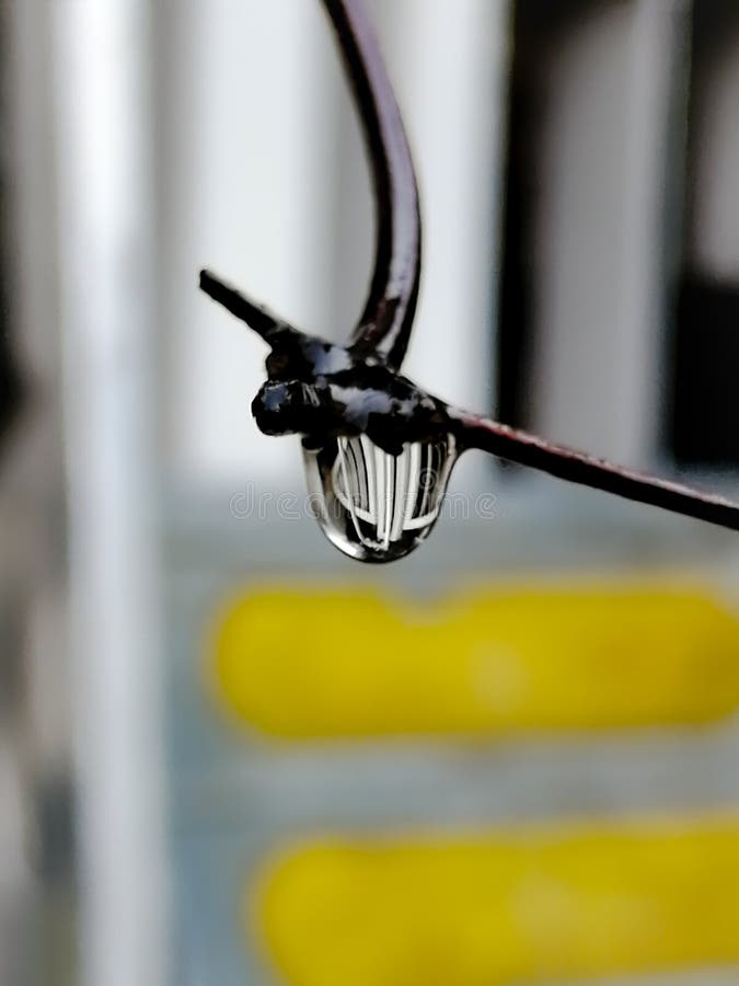 Drop on a Branch. Best Wallpaper Stock Photo - Image of detail, drop ...