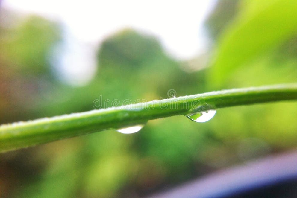 Drop branch plant stock image. Image of branch, closeup - 45117203