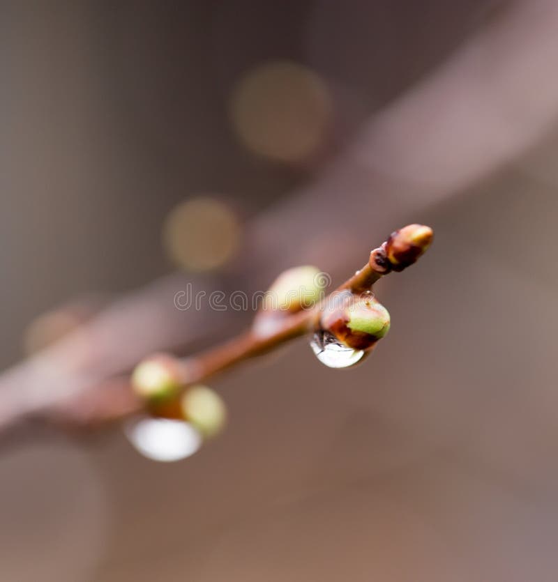 Drop on Bud on a Branch. Macro Stock Photo - Image of garden ...