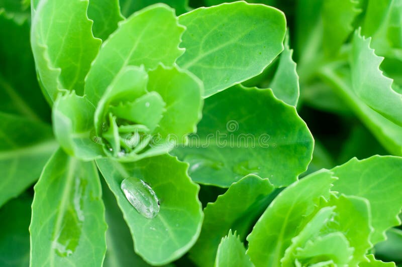 A Drop of Clear Transparent Water in a Large Green Leaf Stock Image ...