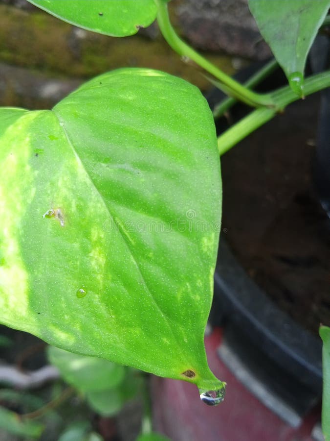 A Drop of Clear Water on the Tip of a Leaf Stock Image - Image of leaf ...