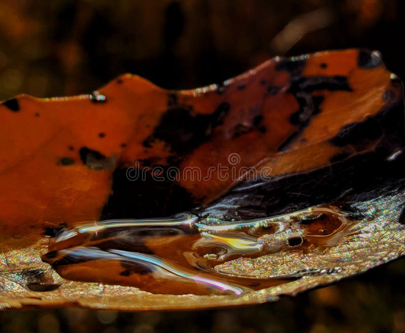 Drop stock image. Image of reflection, trees, nature - 131239743